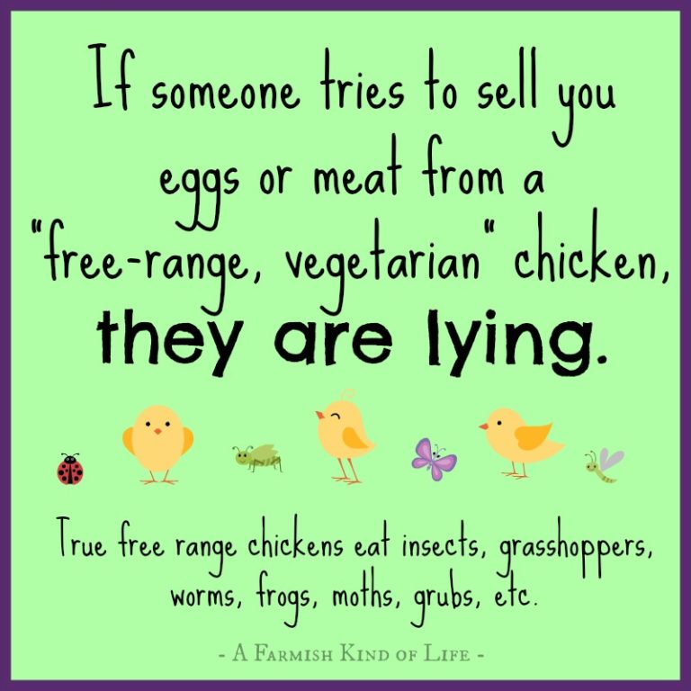 Free Range Chickens: 5 Truths To Know - A Farmish Kind of Life