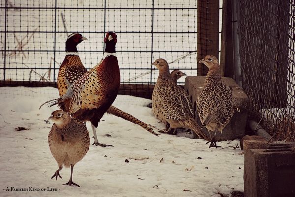 Raising Pheasants: 5 Things I Didn't Know - A Farmish Kind of Life