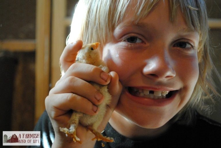 Should You Help A Chick Hatch? - A Farmish Kind of Life