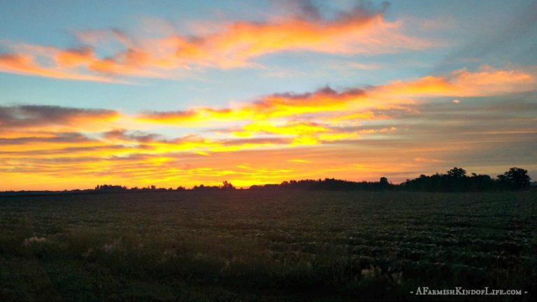 Why We Are Homesteaders: 28 Reasons to Homestead - A Farmish Kind of Life