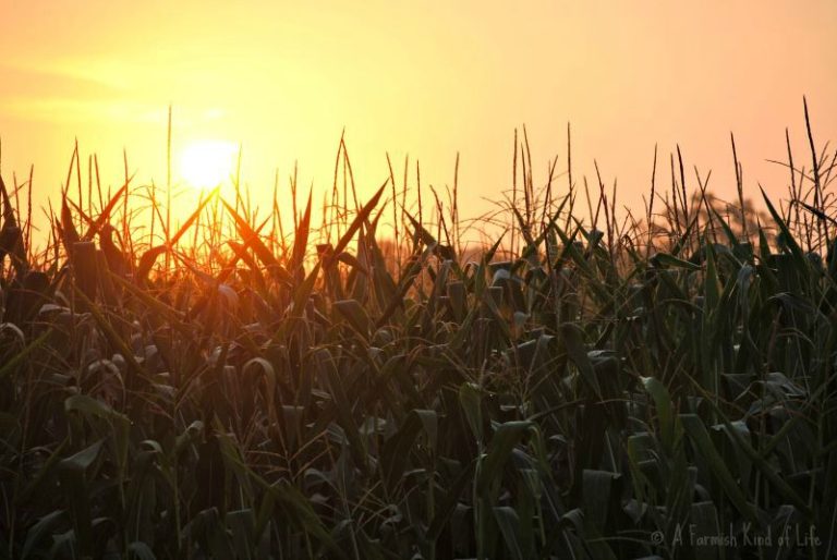 Why We Are Homesteaders: 28 Reasons to Homestead - A Farmish Kind of Life