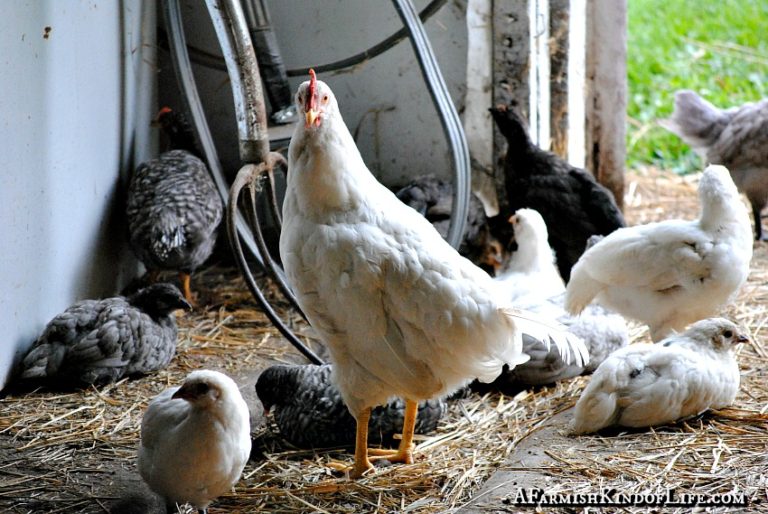 Why We Are Homesteaders: 28 Reasons to Homestead - A Farmish Kind of Life