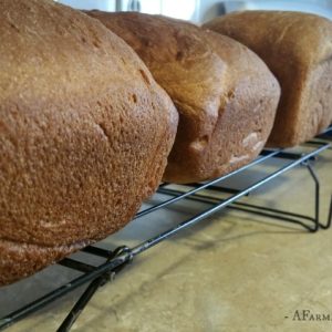 Honey Wheat Bread: Perfect for Sandwiches - A Farmish Kind of Life