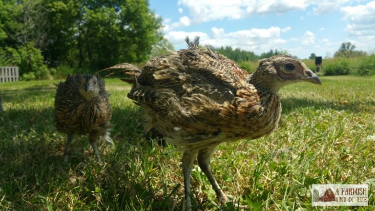 4 Reasons Why You Should Raise Pheasants - A Farmish Kind of Life