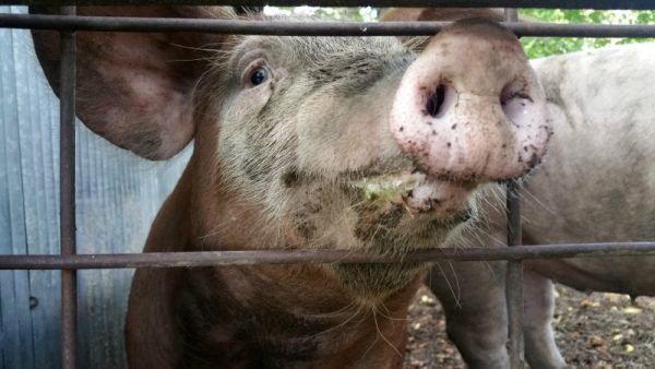 "Doesn't butchering animals bother you?" Here's my answer... - A ...