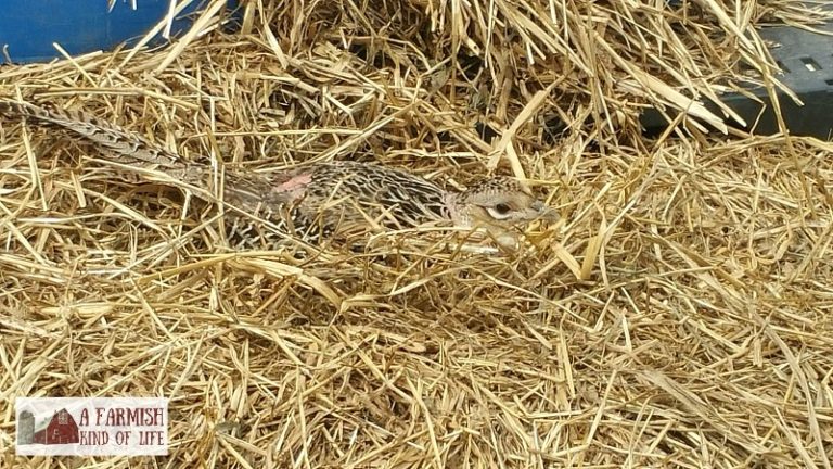 The Best Tips for Incubating and Hatching Pheasant Chicks - A Farmish ...