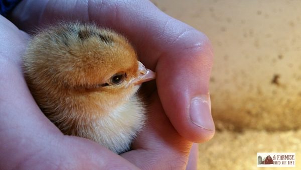 Cornish Cross vs. Red Rangers: Our Meat Bird Experiment - A Farmish ...