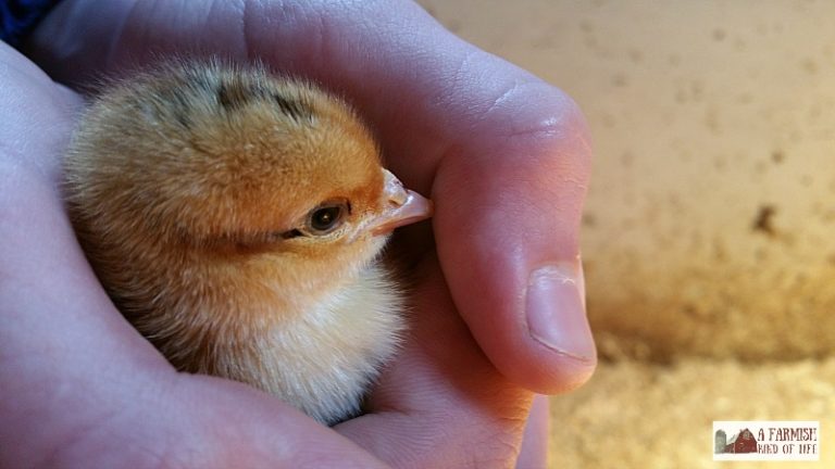 Cornish Cross vs. Red Rangers: Our Meat Bird Experiment - A Farmish ...