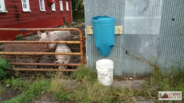 5 Turkey Butchering Tips - A Farmish Kind of Life