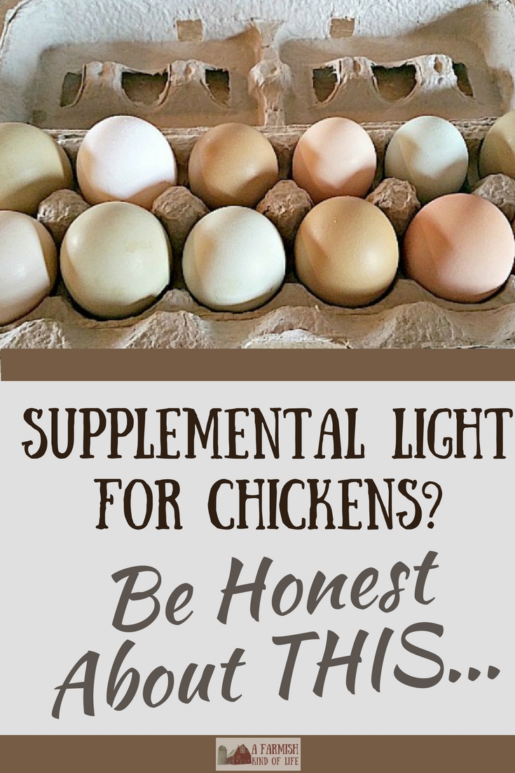 Supplemental Light for Chickens? Be Honest About THIS... - A Farmish ...