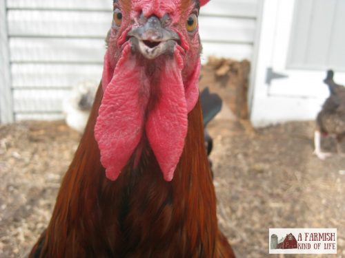 Keeping a Rooster? Tips You'll Need - A Farmish Kind of Life