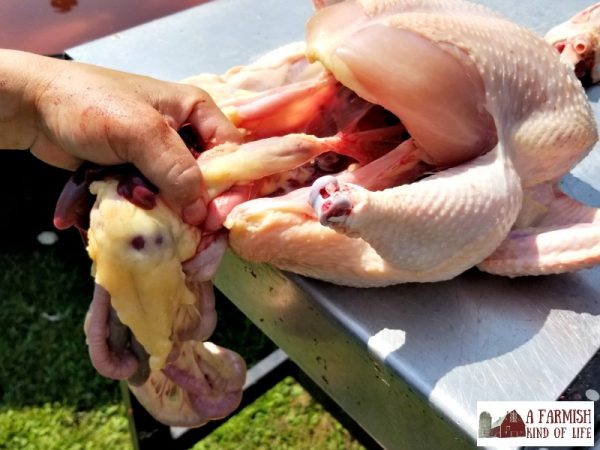How to Butcher a Chicken - A Farmish Kind of Life