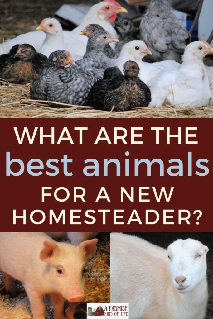 Best animals for a new homesteader - A Farmish Kind of Life