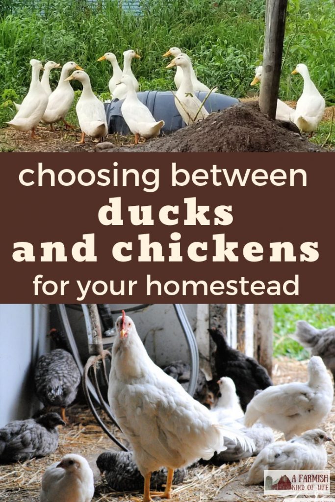 Choosing Between Ducks and Chickens for your Homestead - A Farmish Kind ...