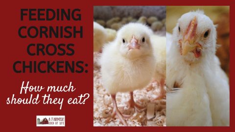 Feeding Cornish Cross Chickens: How Much Should They Eat? - A Farmish ...