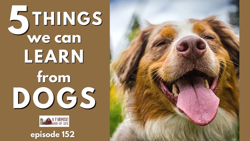 152: 5 Things We Can Learn from Dogs - A Farmish Kind of Life