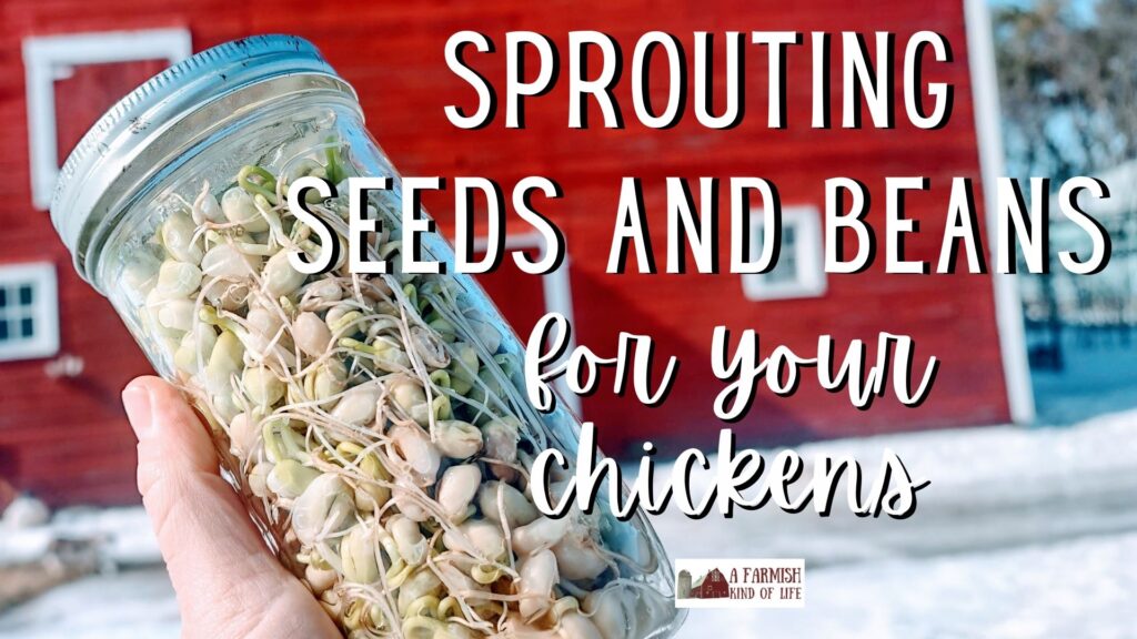 232: Sprouting seeds for chickens - A Farmish Kind of Life
