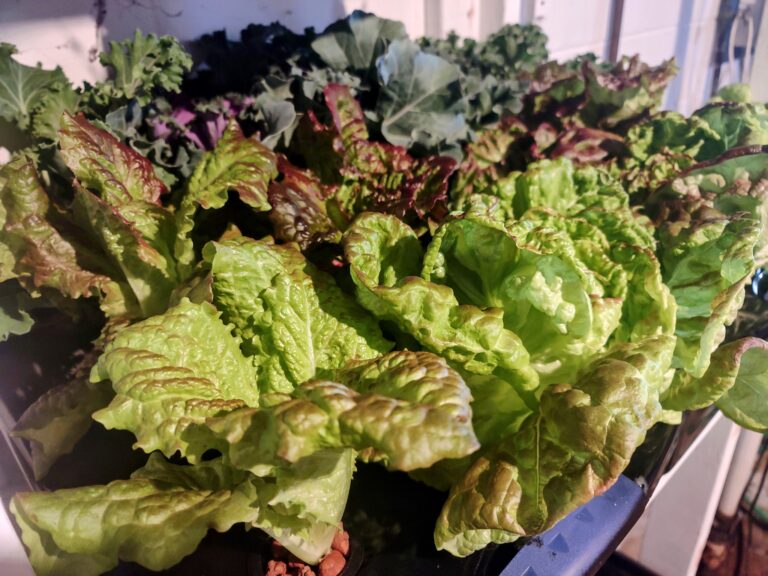 Growing Hydroponic Lettuce - A Farmish Kind of Life