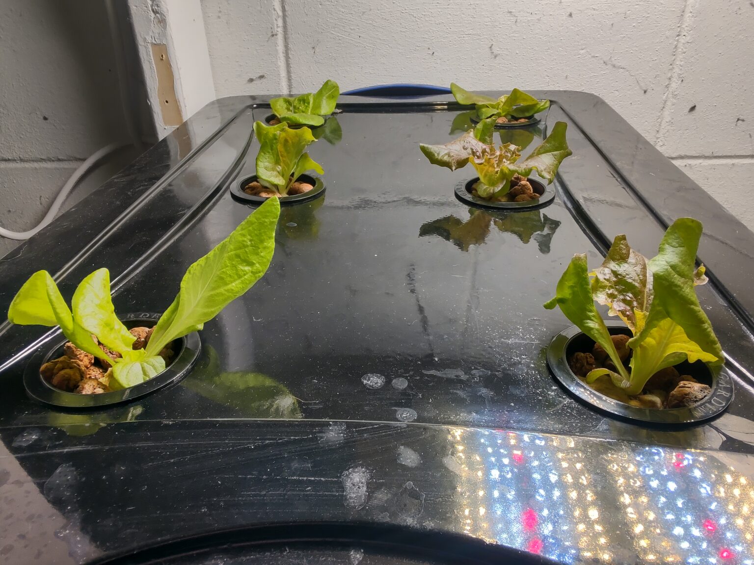 Growing Hydroponic Lettuce - A Farmish Kind of Life