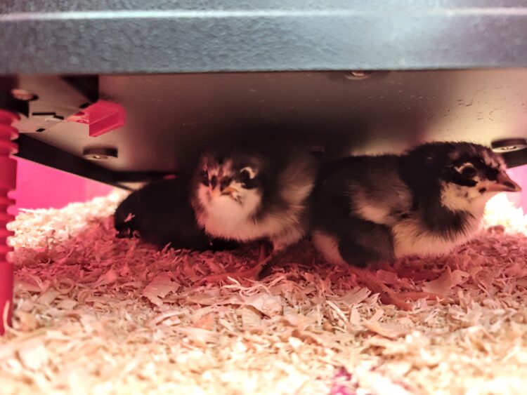 Pros and Cons of a Chick Brooder Heat Plate - A Farmish Kind of Life
