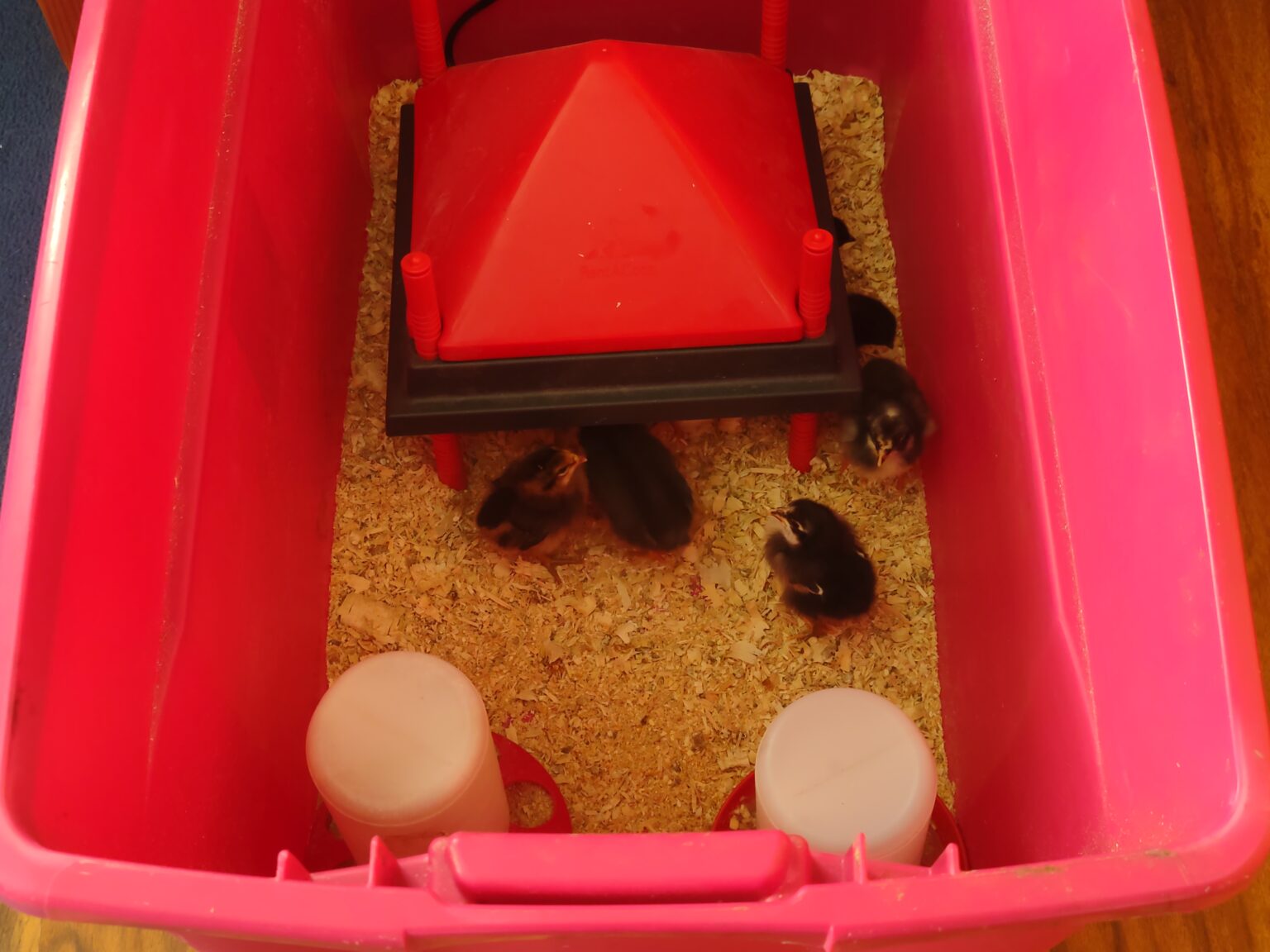 Pros and Cons of a Chick Brooder Heat Plate - A Farmish Kind of Life