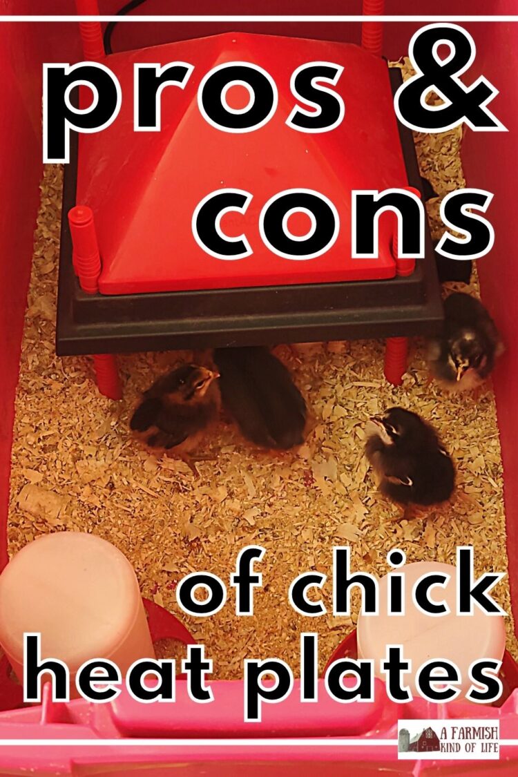 Pros and Cons of a Chick Brooder Heat Plate - A Farmish Kind of Life