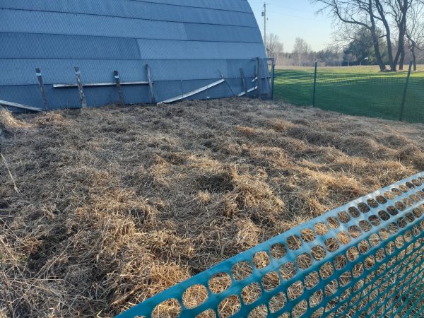 Growing potatoes in hay: Ruth Stout gardening - A Farmish Kind of Life